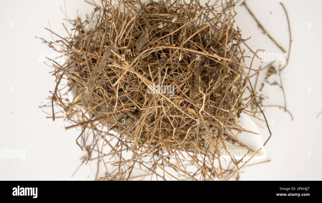 Dried Skunk vine/Ayurvedic Plants isolated on white background ...