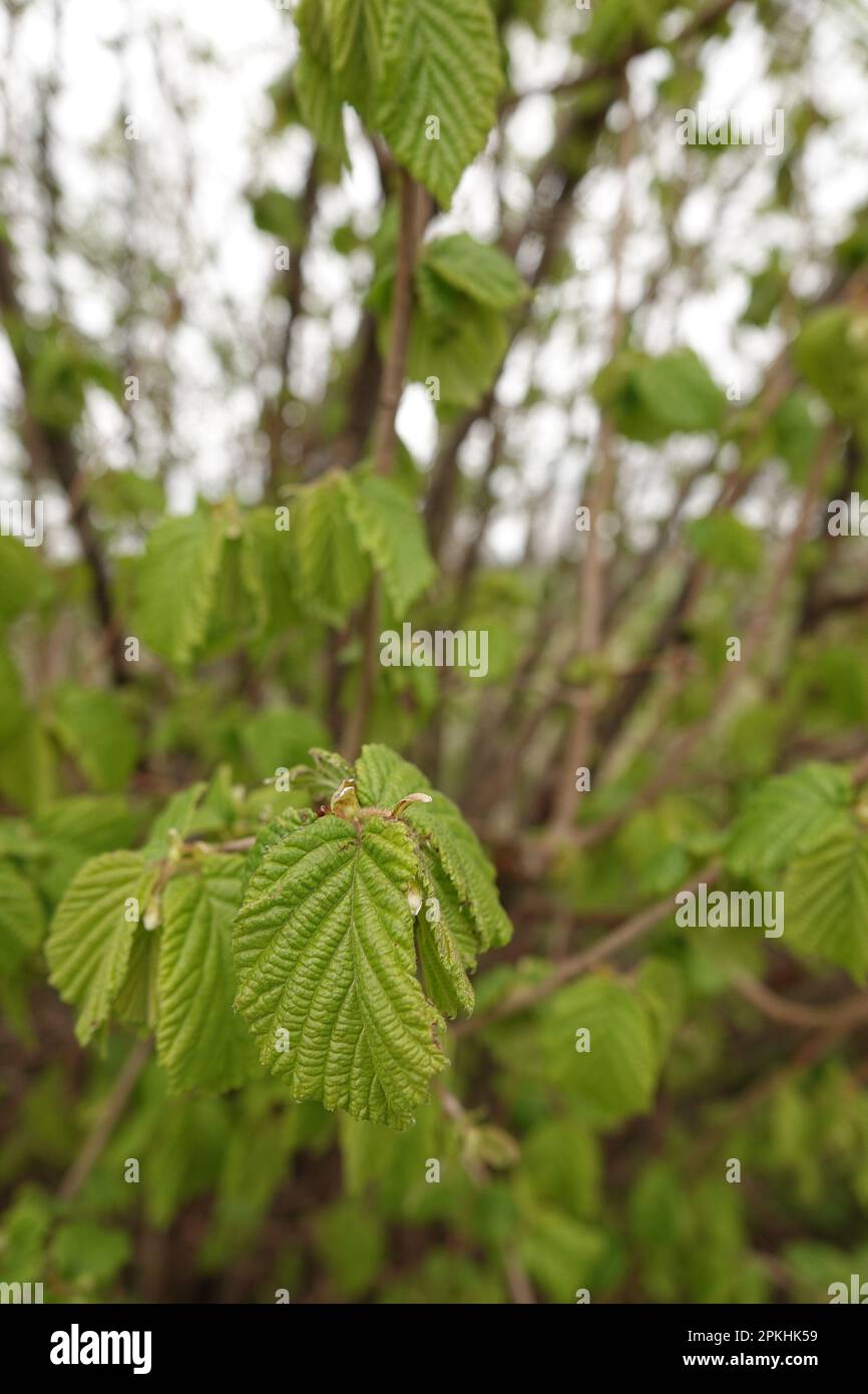 Natural vertical closeup on the emerging green foliage of the Common ...