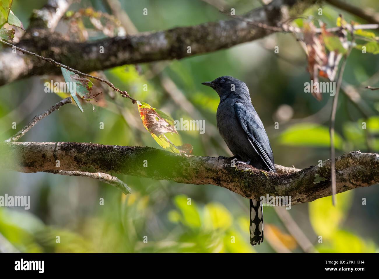 Black-winged cuckooshrike or Lalage melaschistos observed in Latpanchar ...