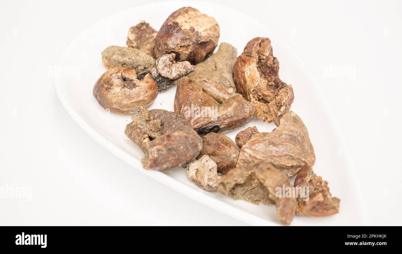 Triphala ayurvedic medicinal plant comprise of chebulic myrobalan fruit ...