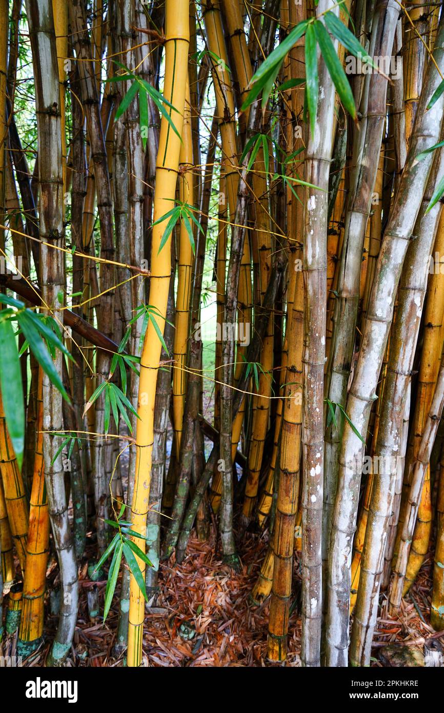 Thicket off bamboo with yellow stems and green leaves Stock Photo - Alamy