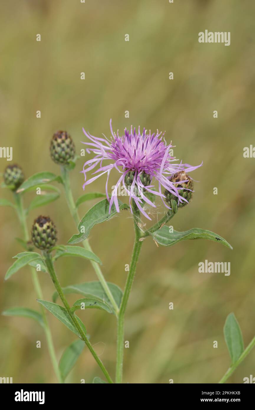 Vertical natural closeup on an unusual wide form of the purple ...