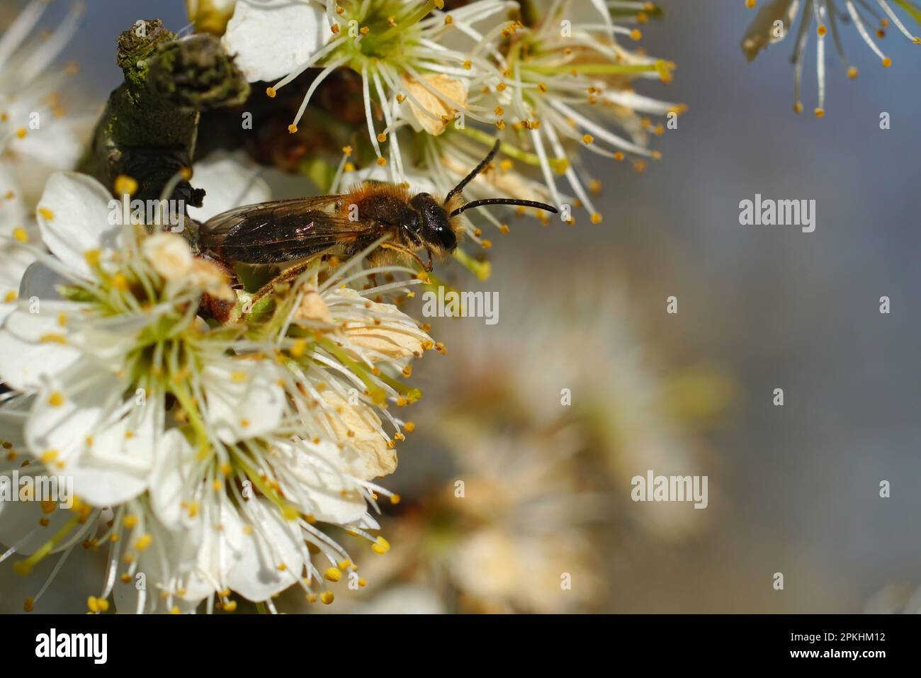 Detailed closeup on a male Orange-tailed Mining Bee , Andrena ...