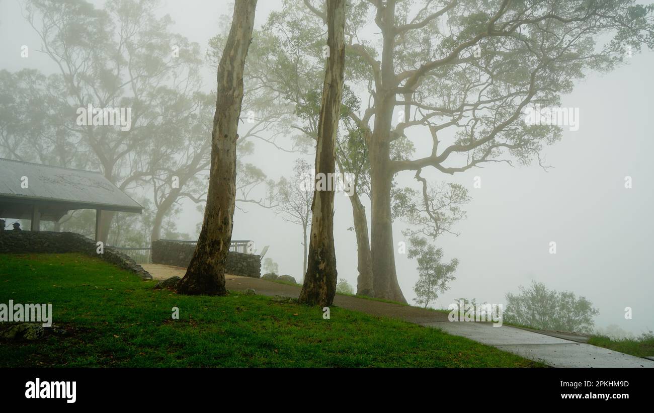 Misty morning in the park at Jolly’s Lookout, Mount Nebo, Queensland ...