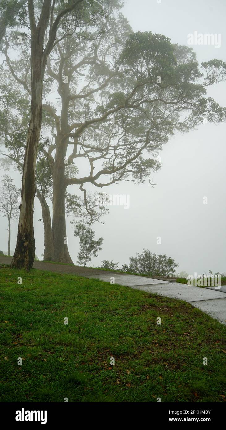 Pathway between majestic eucalyptus silhouetted against the fog. Green ...