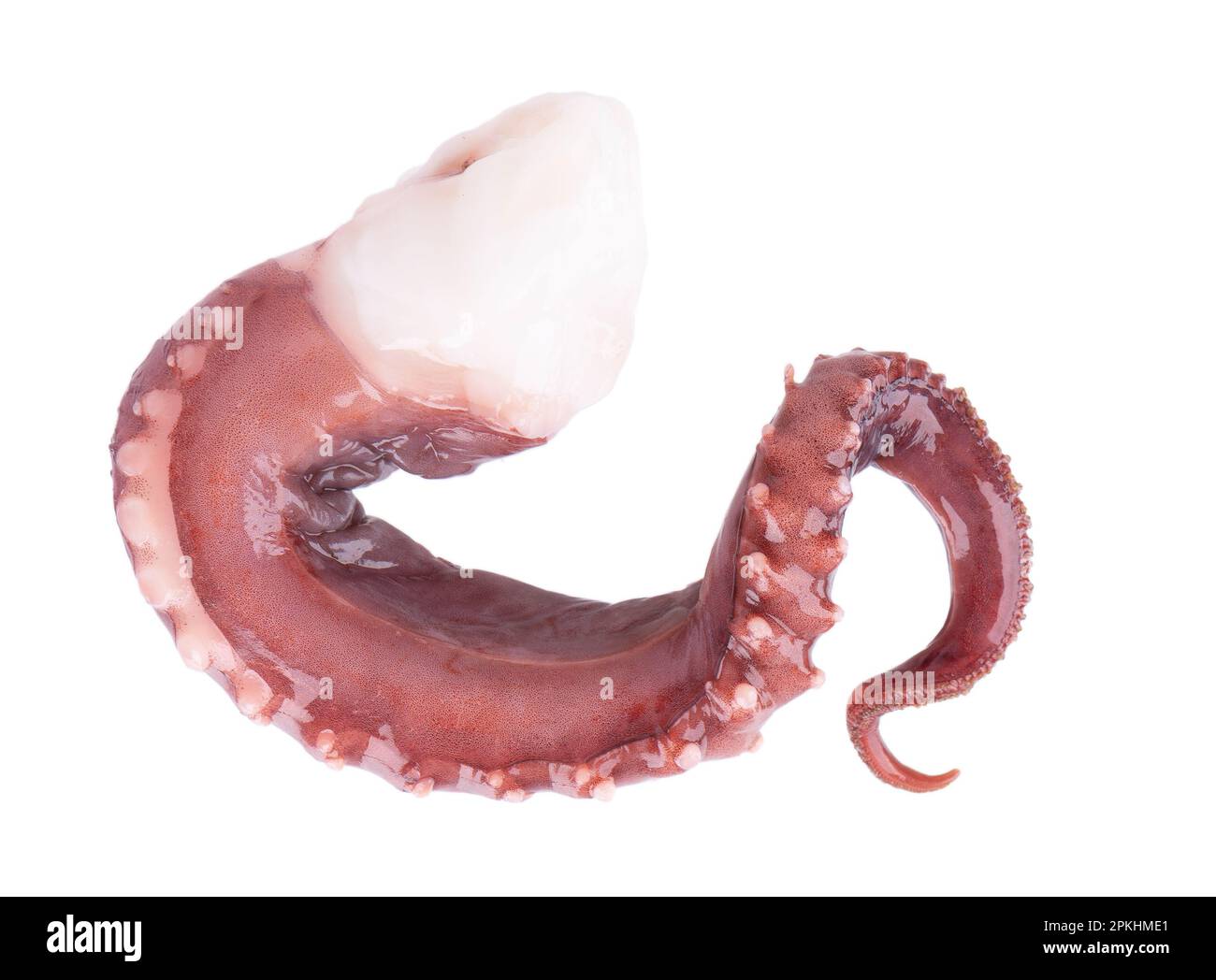 Squid tentacles isolated on white background. Fresh raw gigant squid. Top view Stock Photo - Alamy