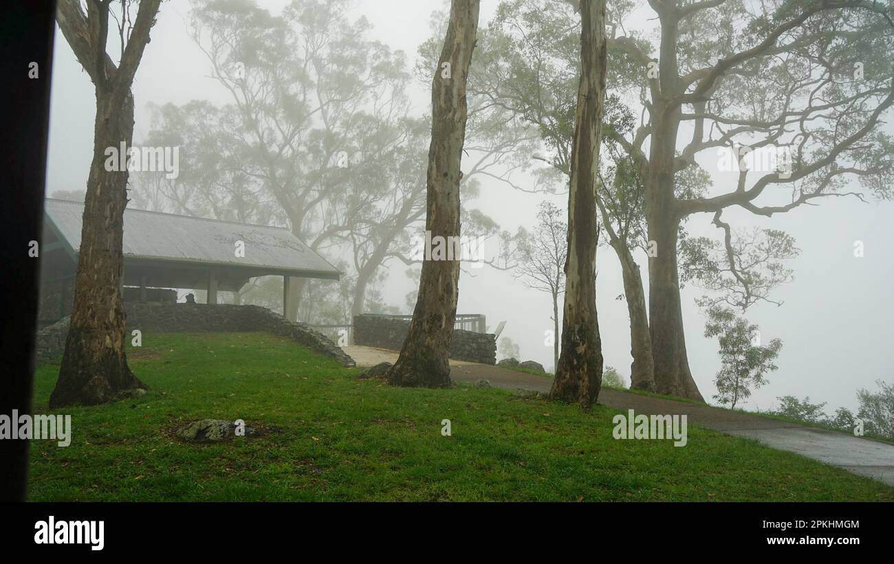 Misty morning in the park at Jolly’s Lookout, Mount Nebo, Queensland ...