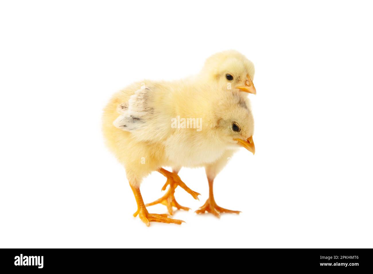Two chicks in front of white background. Top view Stock Photo - Alamy