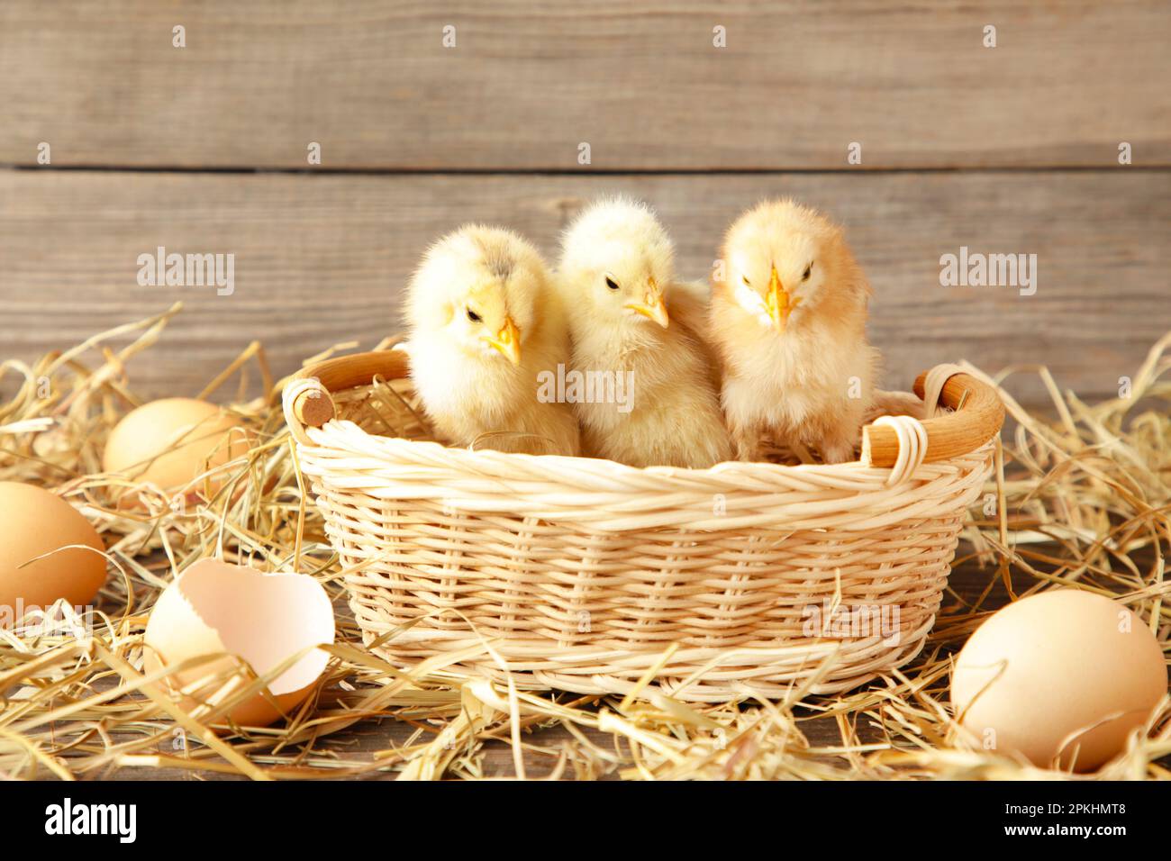 Top view three adorable hi-res stock photography and images - Alamy