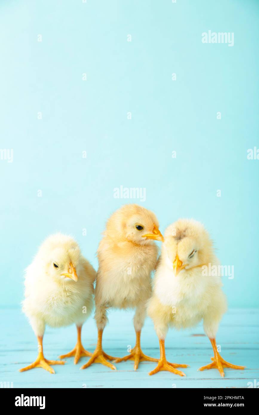 Three little chickens hi-res stock photography and images - Alamy