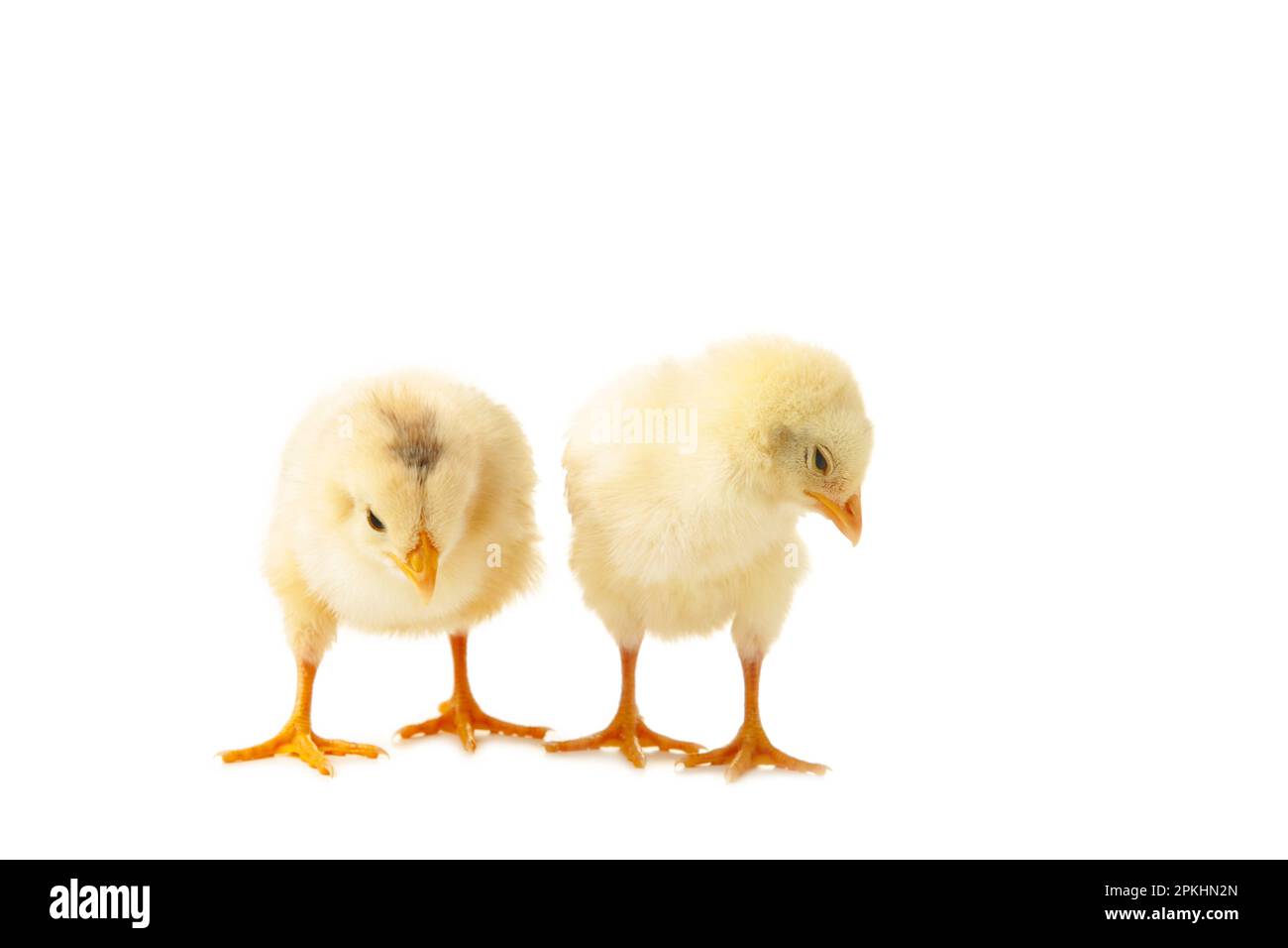 Two chicks in front of white background. Top view Stock Photo - Alamy