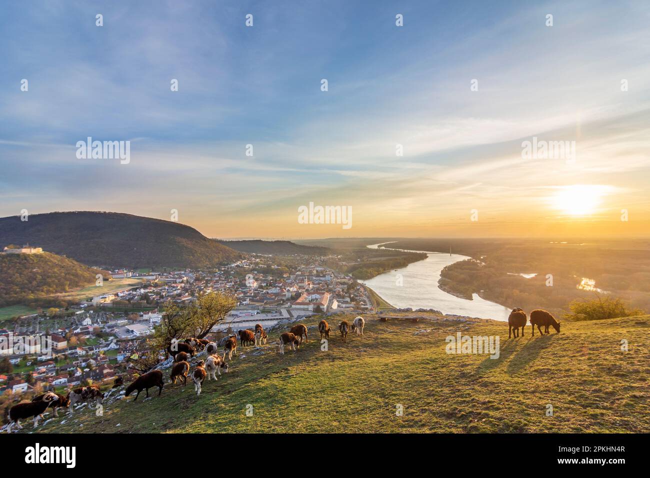 Hainburg an der Donau: sheep on hill Braunsberg, view to old town of ...