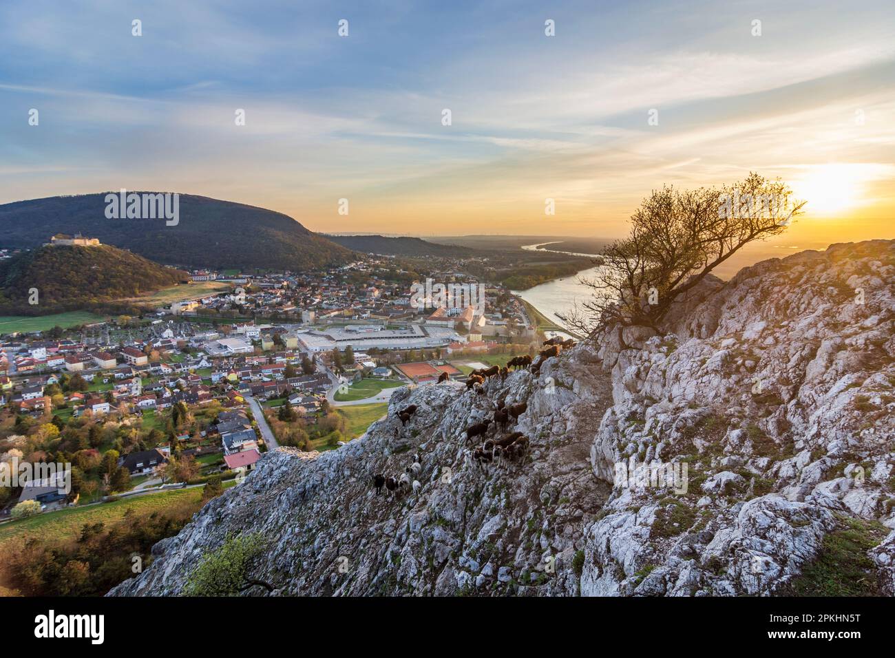 Hainburg an der Donau: sheep on hill Braunsberg, view to old town of ...