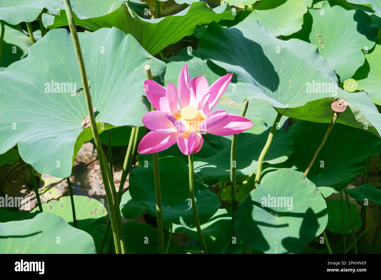 Lotus flower with leaves hi-res stock photography and images - Alamy