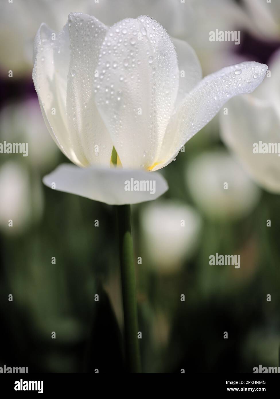 HEFEI, CHINA - APRIL 8, 2023 - Tulips in full bloom at the Botanical ...
