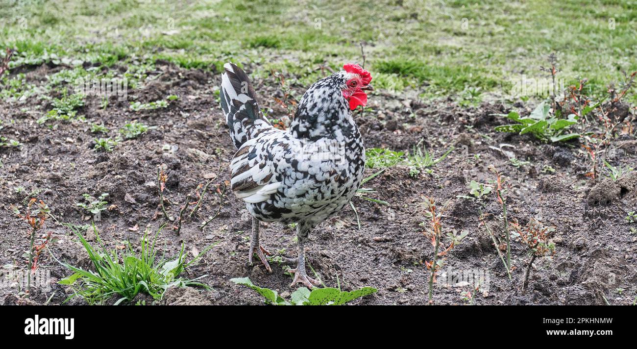Ancona hen hi-res stock photography and images - Alamy