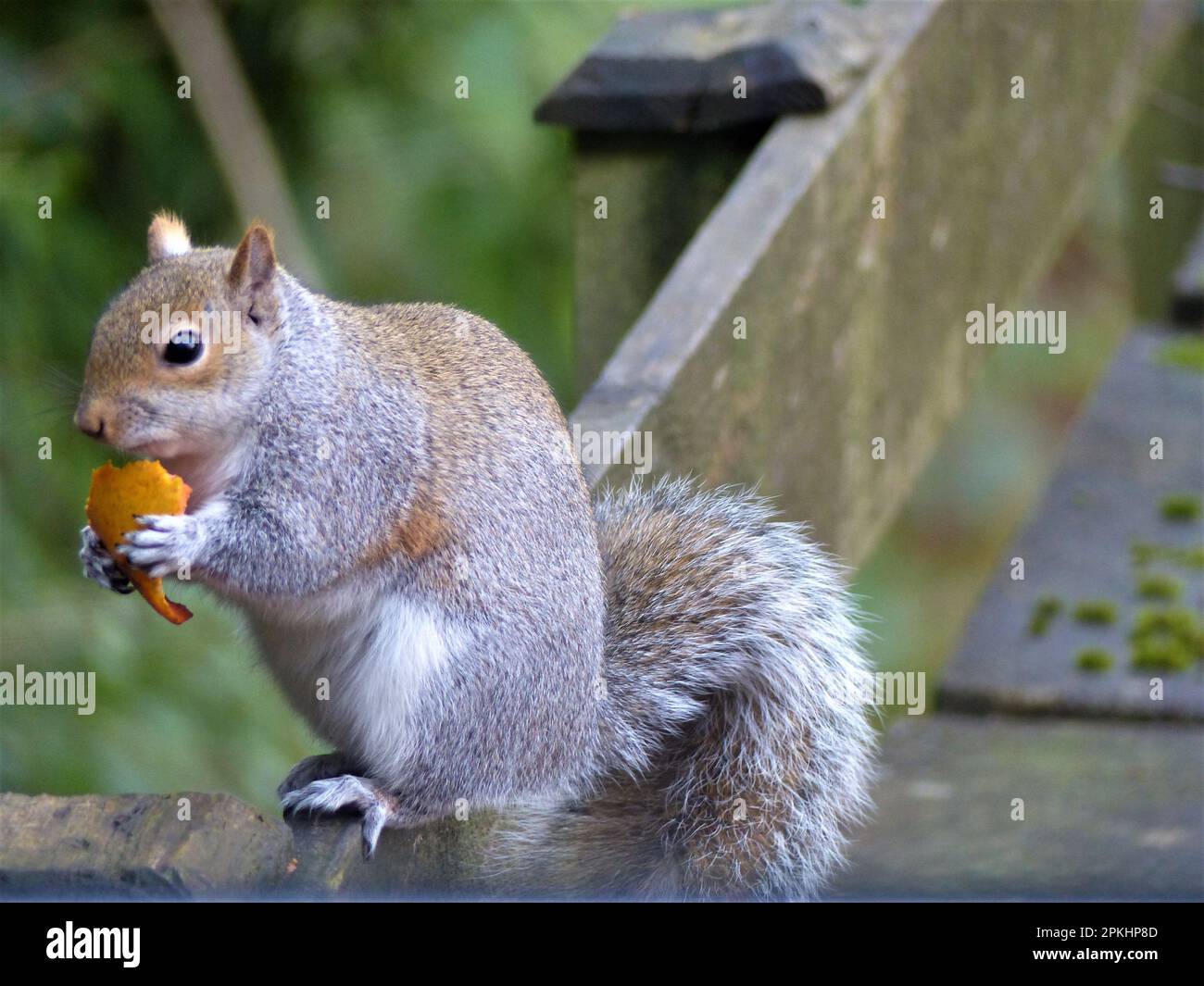 one squirrel eating Stock Photo - Alamy