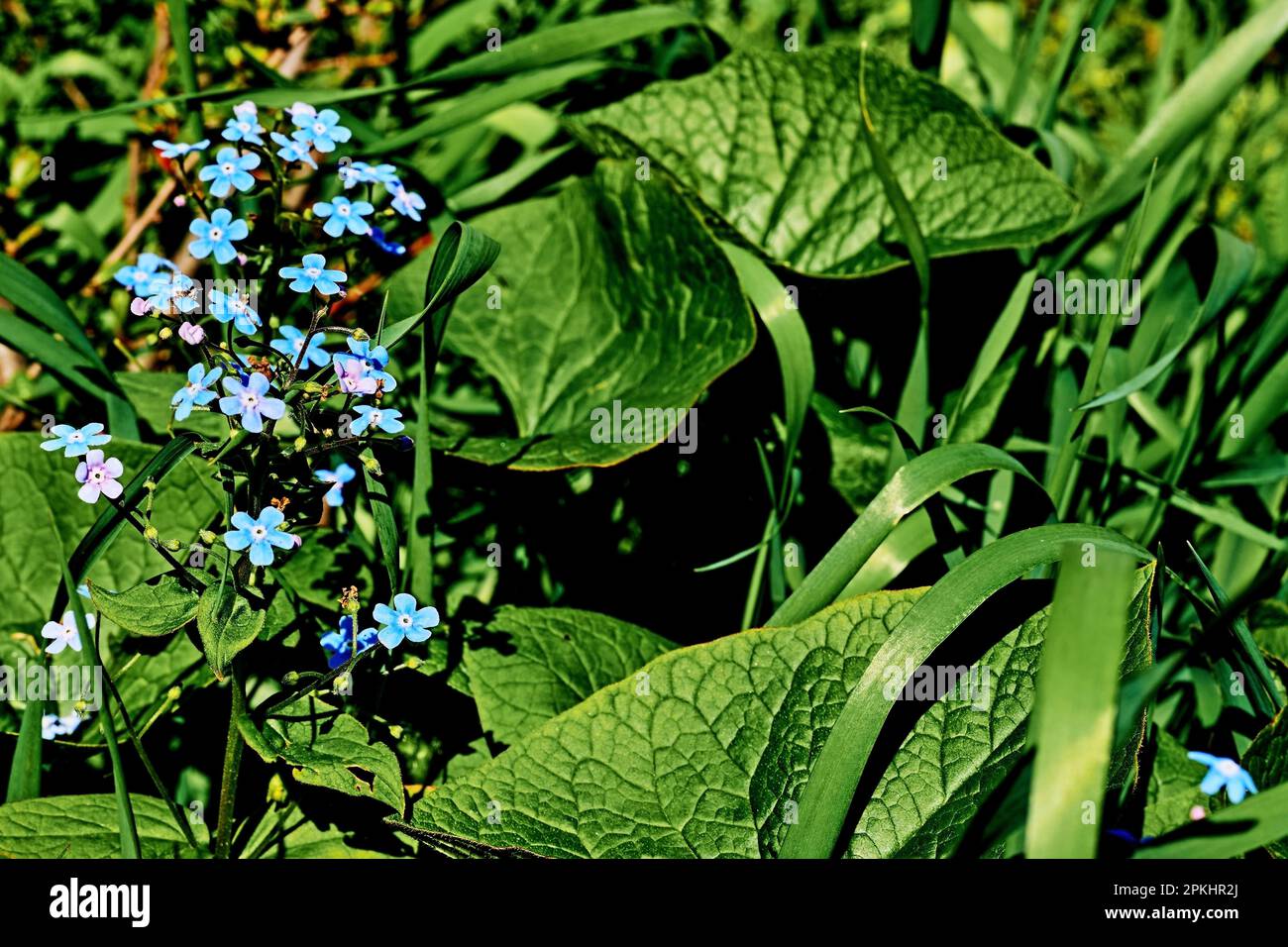 Cute green summer spring lawn with blue flowers forget me nots Stock ...
