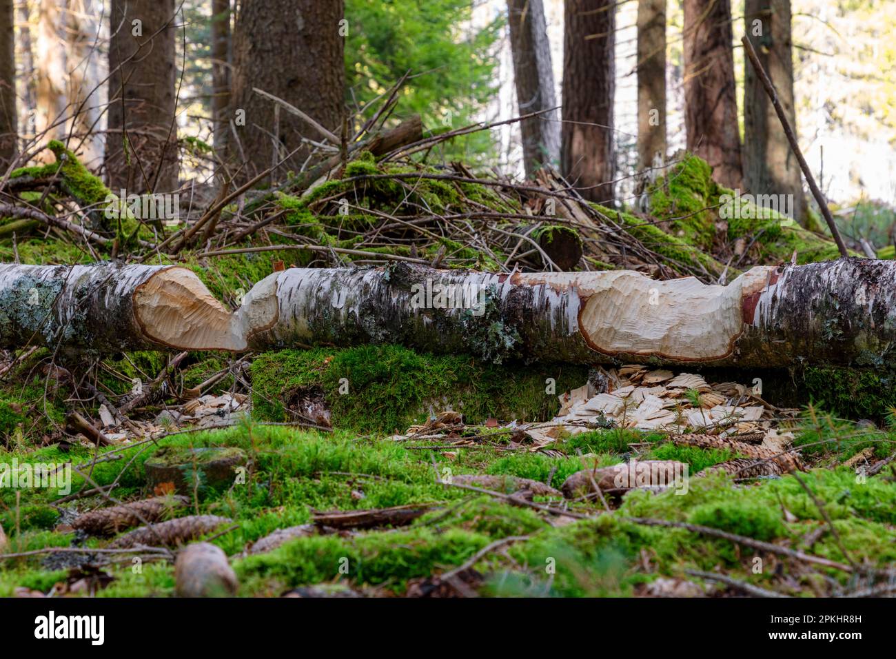 Beaver (Castor fiber) bite, fallen tree, Titisee, Titisee-Neustadt ...