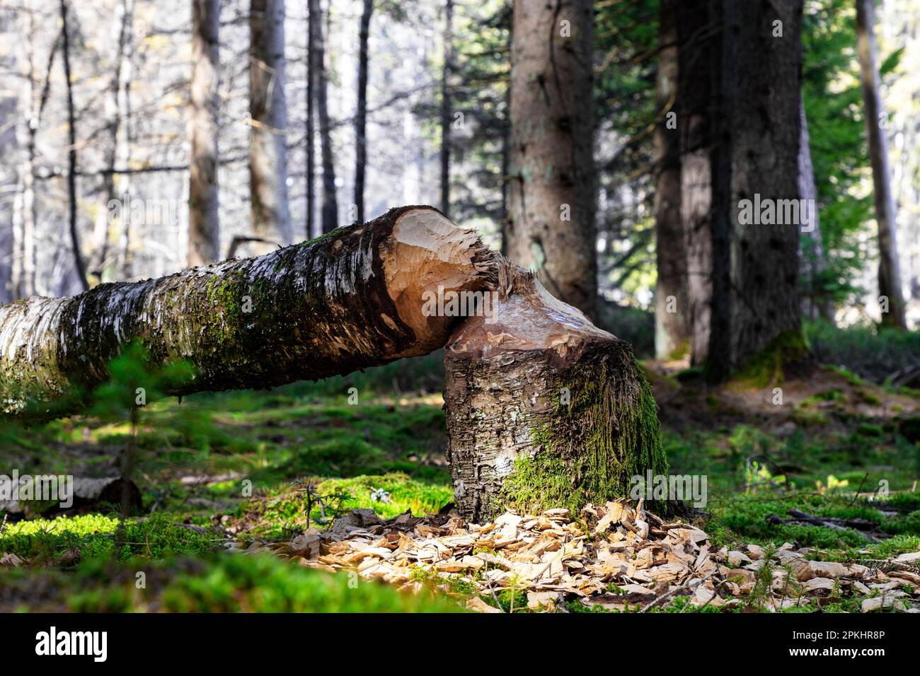 Beaver (Castor fiber) bite, fallen tree, Titisee, Titisee-Neustadt ...