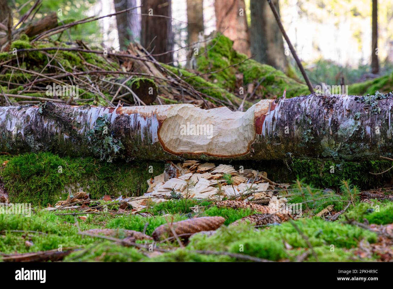 Beaver (Castor fiber) bite, fallen tree, Titisee, Titisee-Neustadt ...