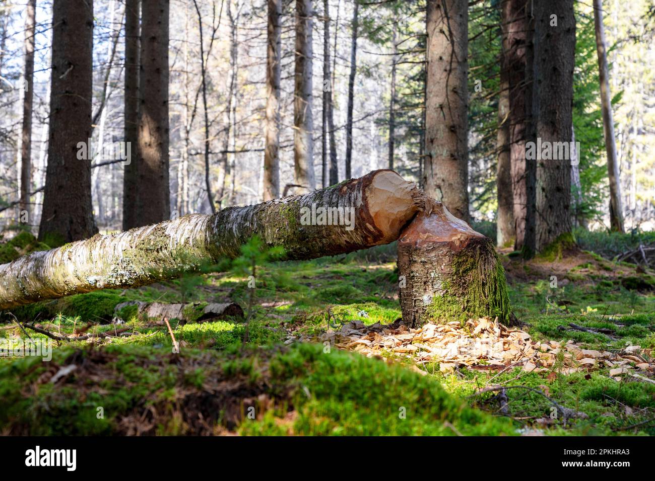 Beaver (Castor fiber) bite, fallen tree, Titisee, Titisee-Neustadt ...