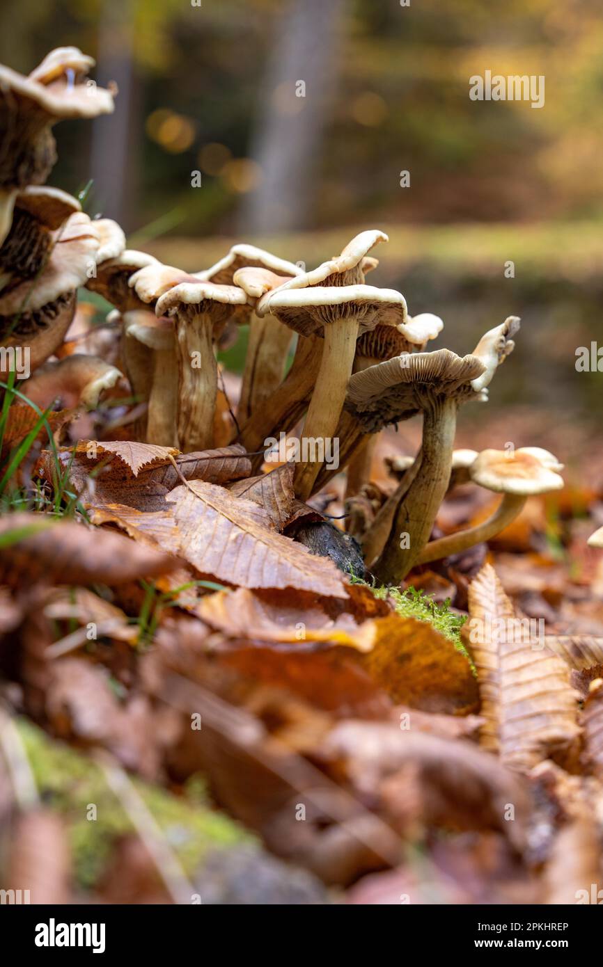 Mushrooms in autumn, Bad Wildbad, spa garden, Black Forest, Germany ...