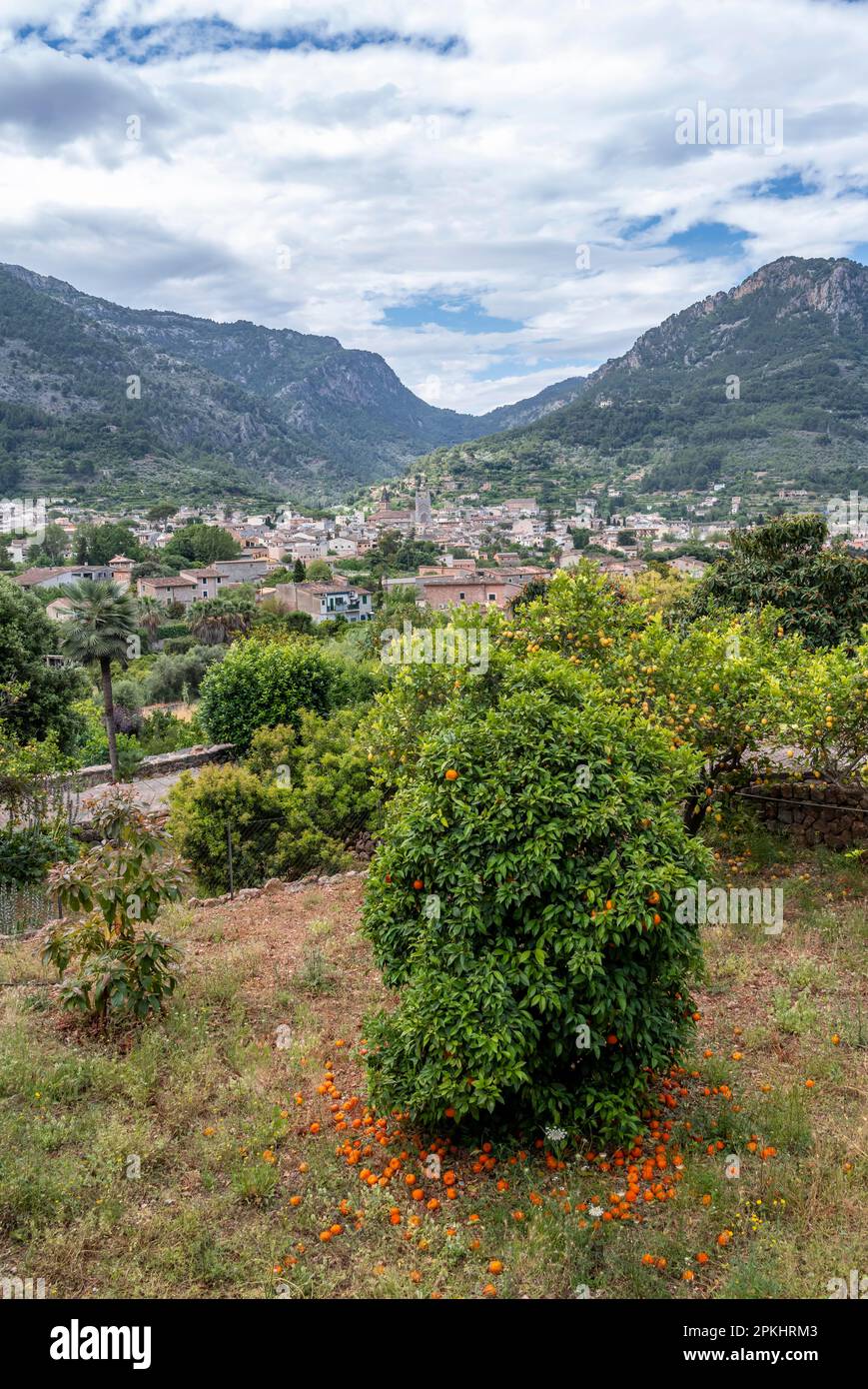 Garden with orange tree, in the back mountains with view of Soller ...