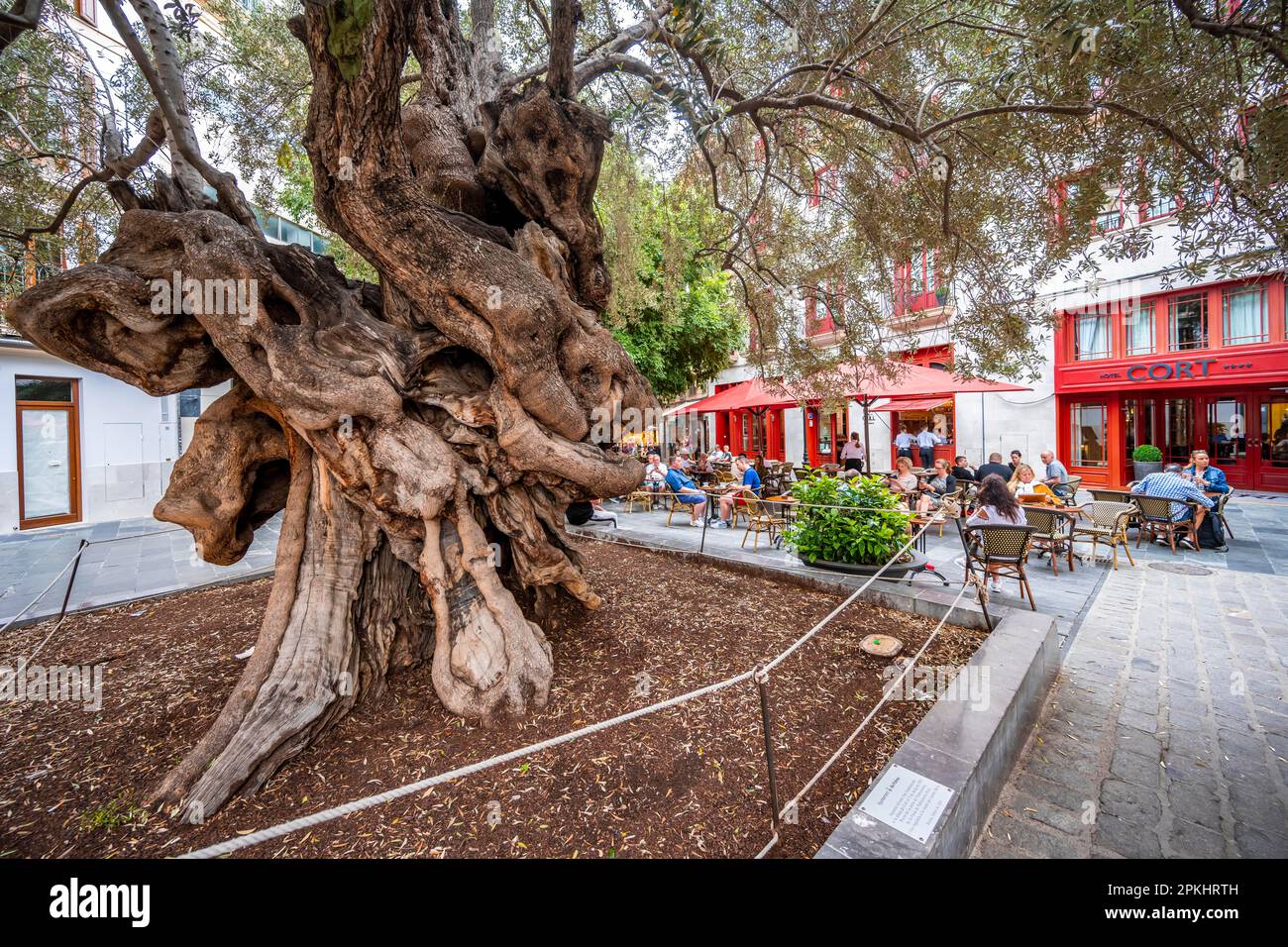 Old olive tree cort palma de mallorca majorca hi-res stock photography ...