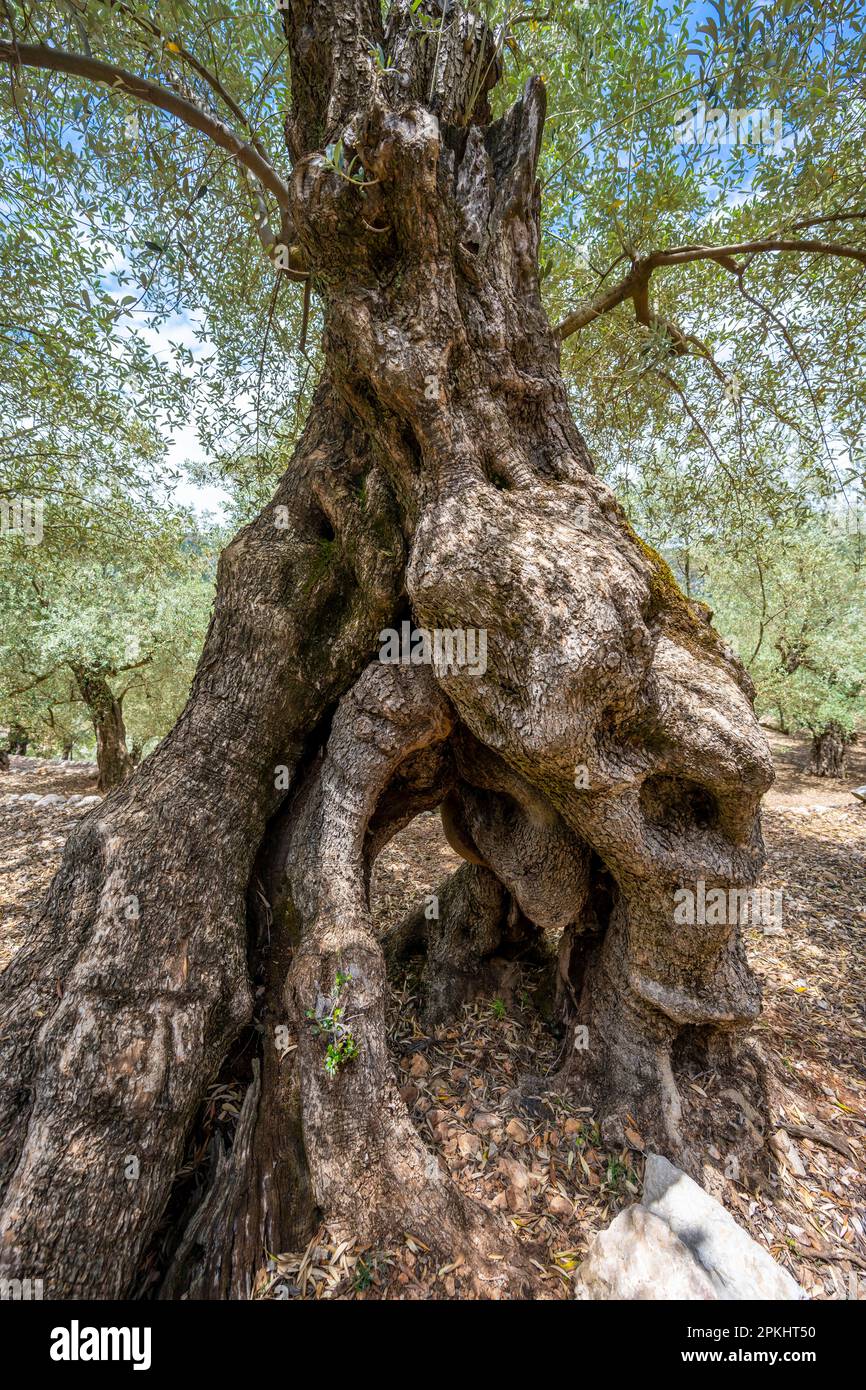 Gnarled trunk and roots of an olive tree, olive trees in terraced ...
