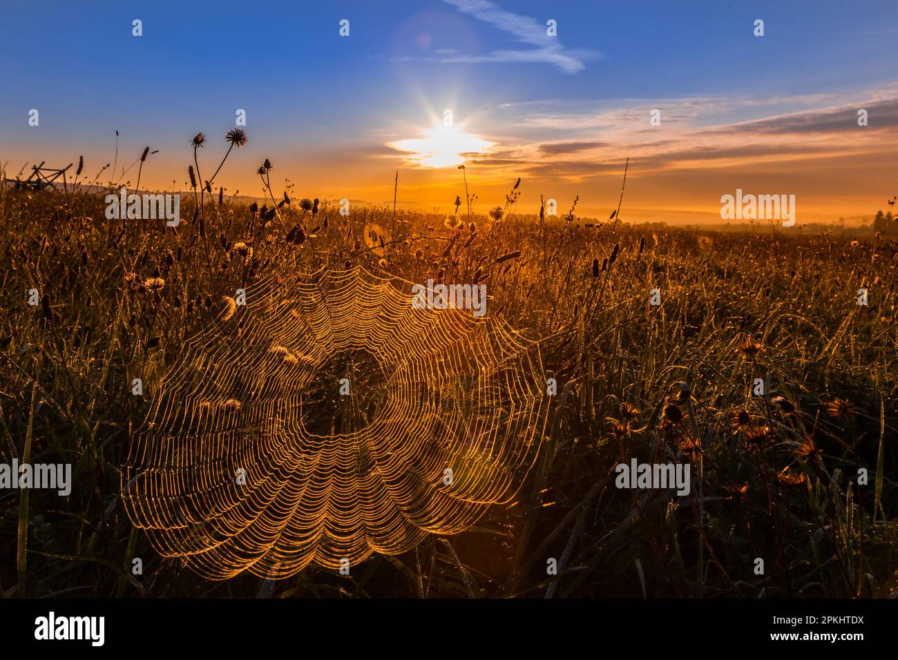 Indian spiders hi-res stock photography and images - Alamy