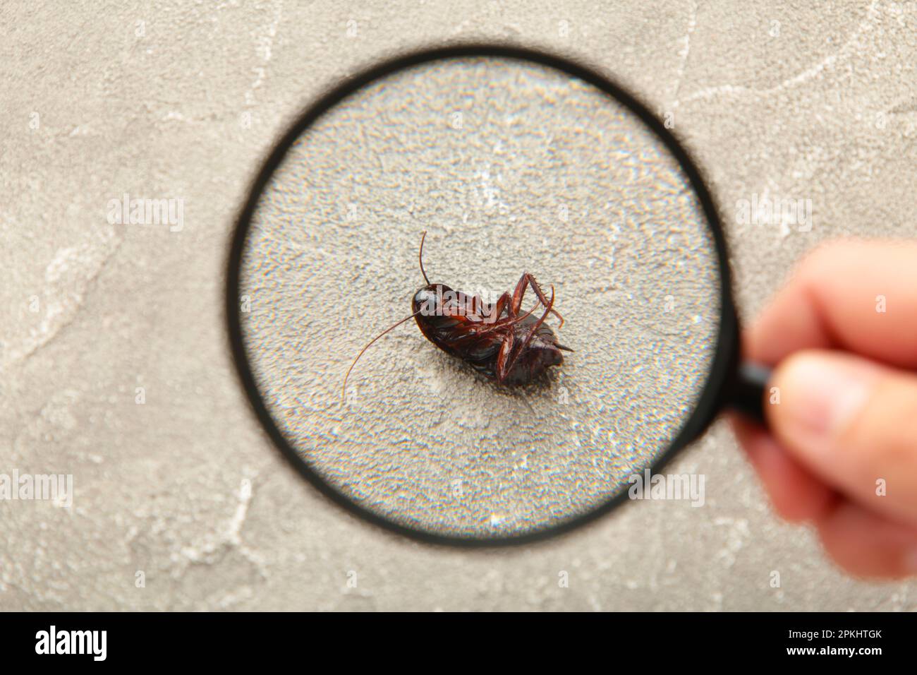 Dead cockroach on floor zooming by magnifying glass , pest control ...