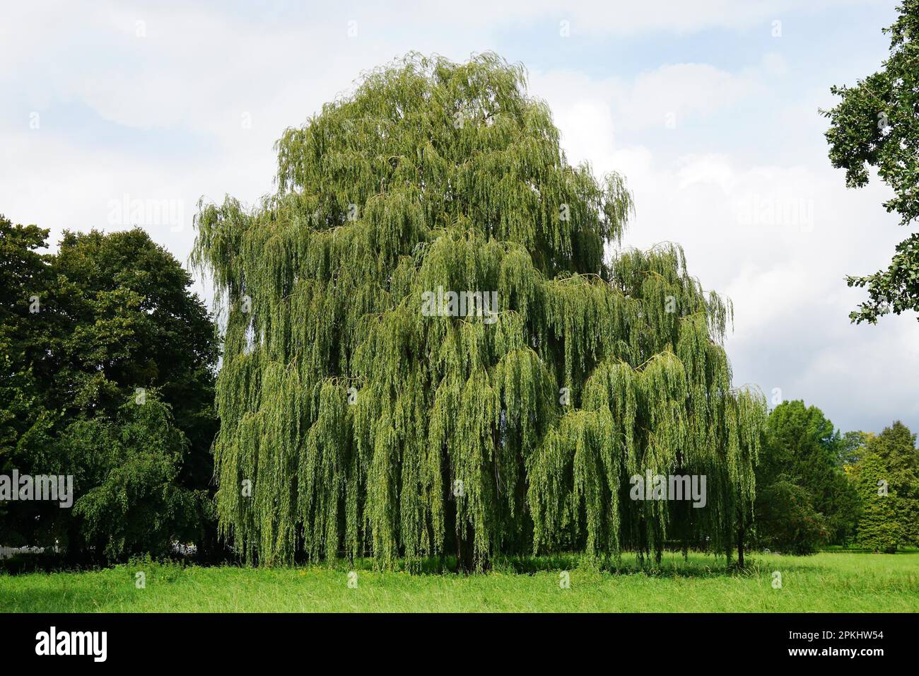 weeping willow (salix babylonica) tree also known as Babylon willow or Stock Photo - Alamy