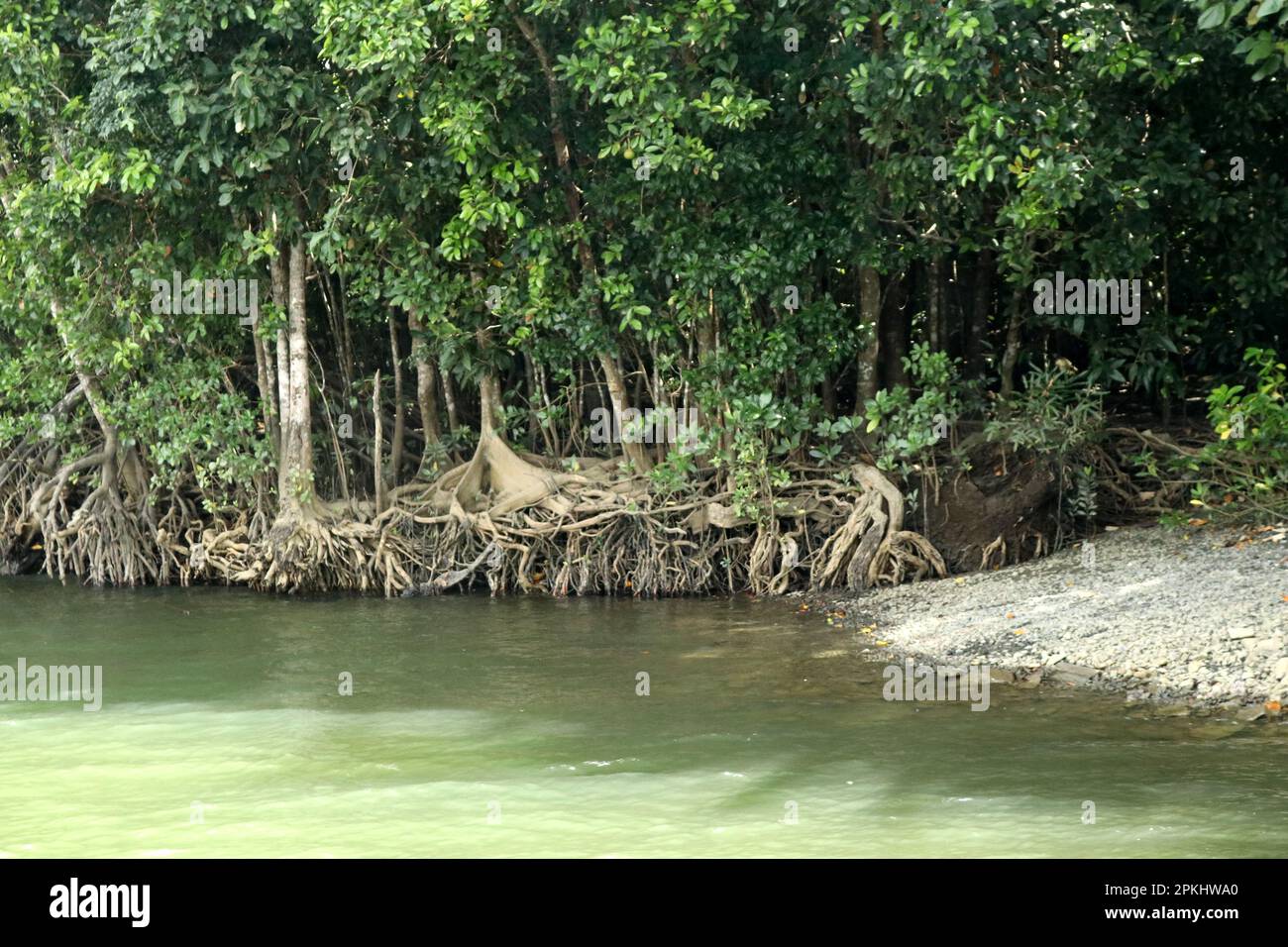Mangrove forest thriving along the sea coast : (pix Sanjiv Shukla Stock ...