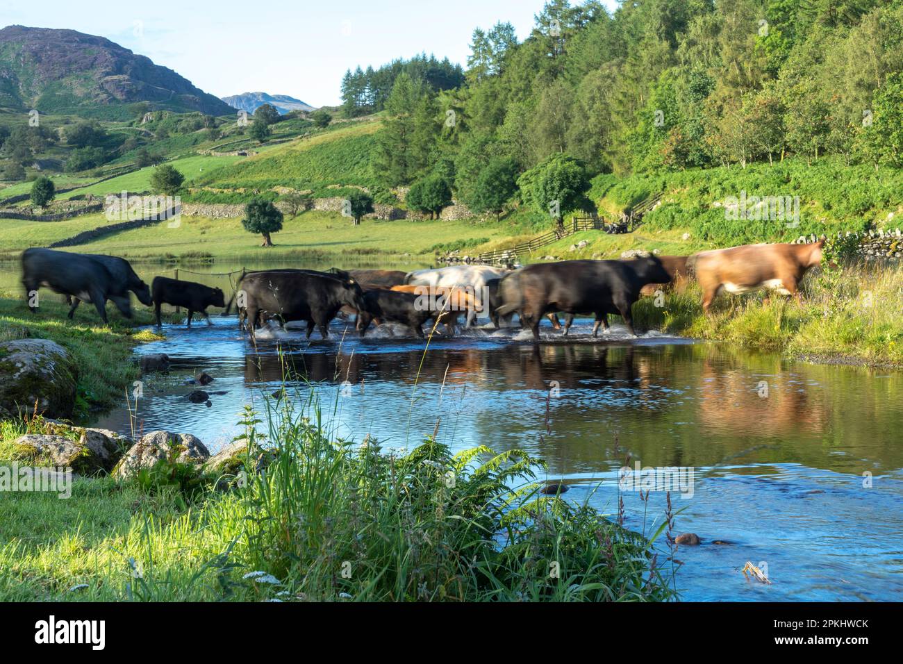 Cattle crossing the lake hi-res stock photography and images - Alamy