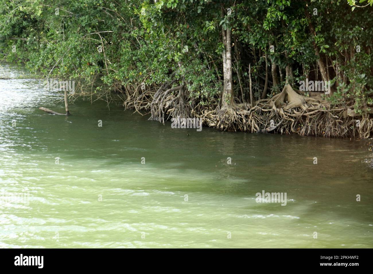 Mangrove forest thriving along the sea coast : (pix Sanjiv Shukla Stock ...