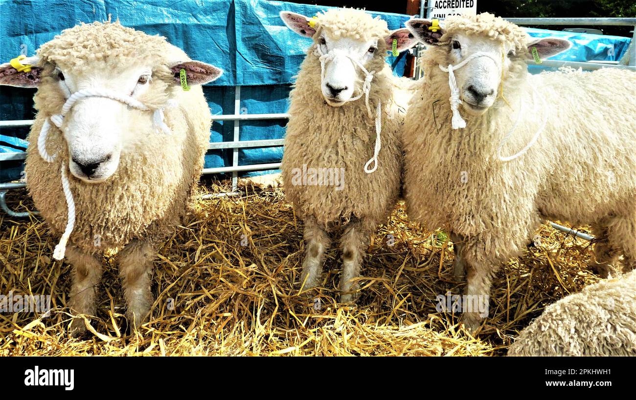 Healing sheep hi-res stock photography and images - Alamy