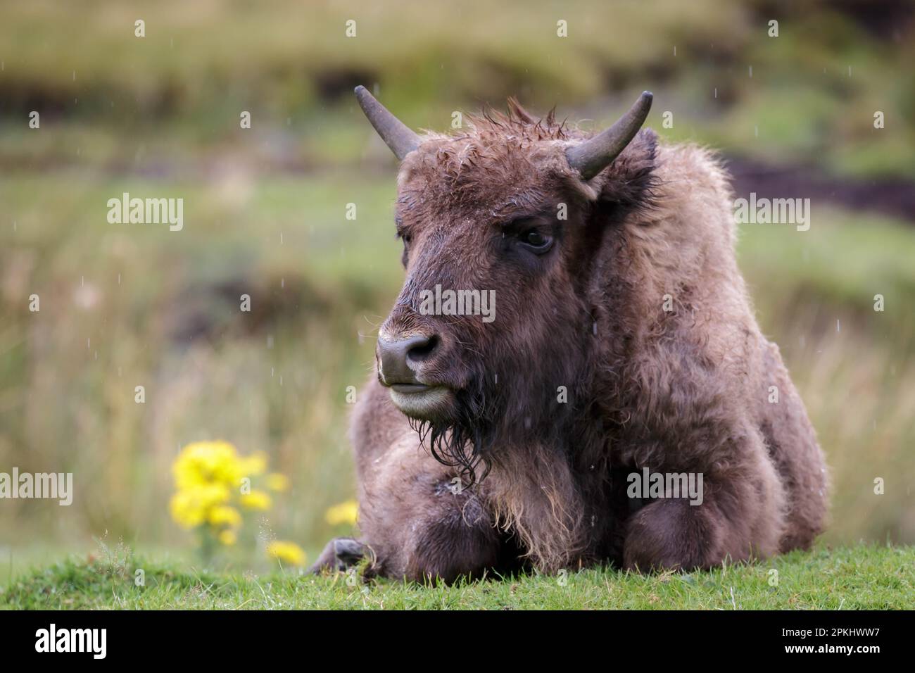 European Bison (Bison bonasus Stock Photo - Alamy