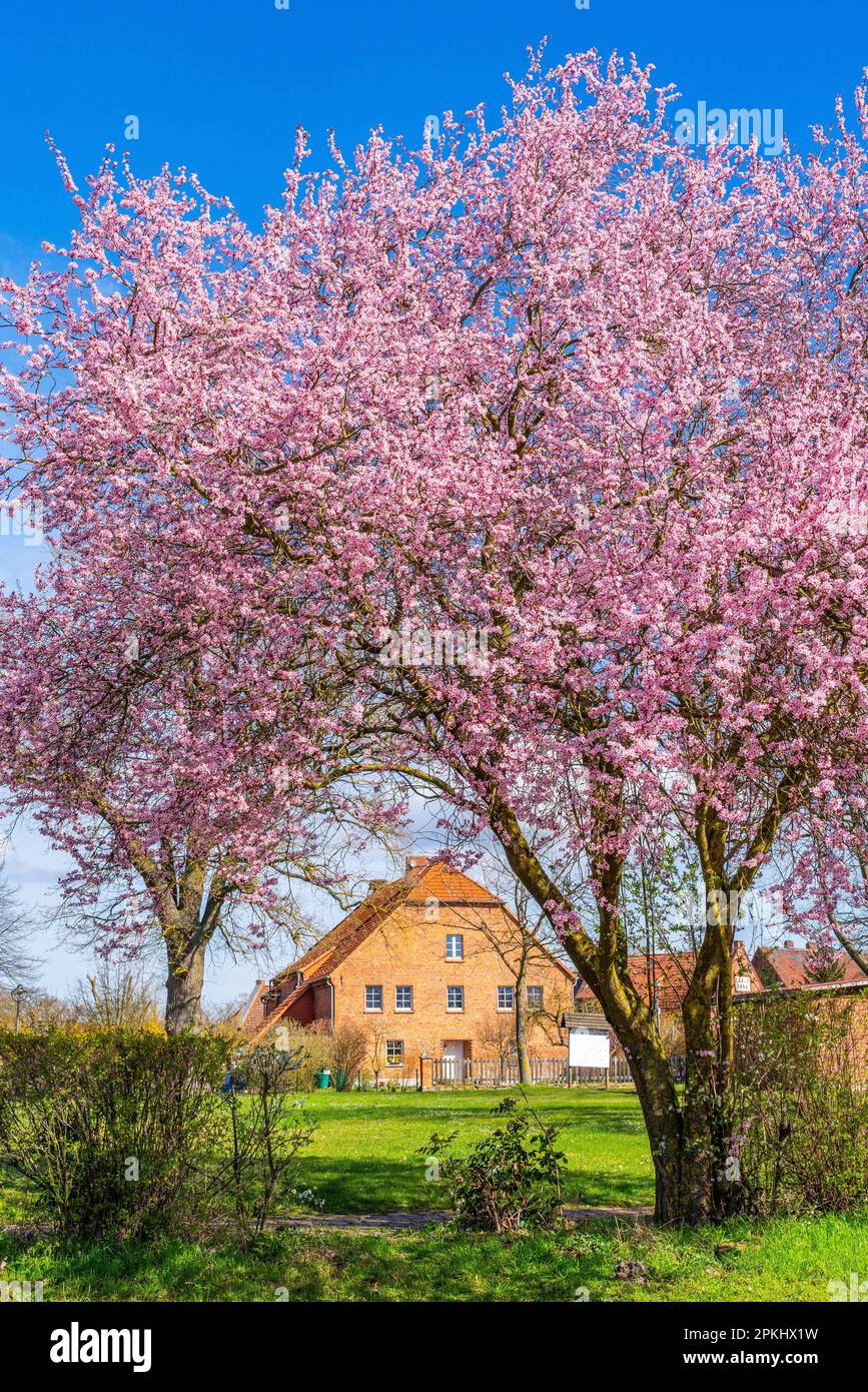 Ornamental flowering cherry blossom trees hi-res stock photography and ...