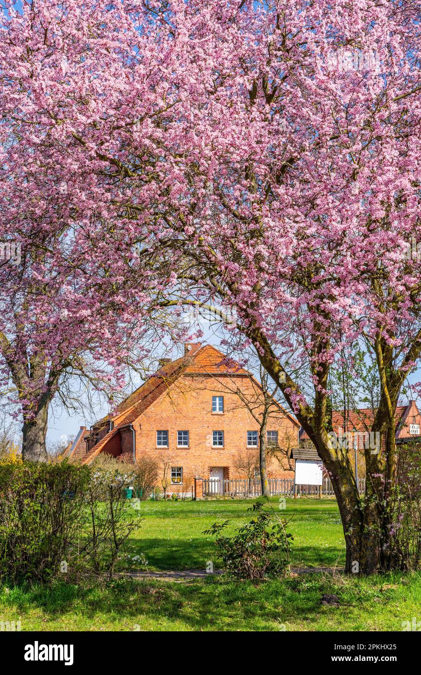 Historic brick house and flowering trees japanese cherry (Prunus ...