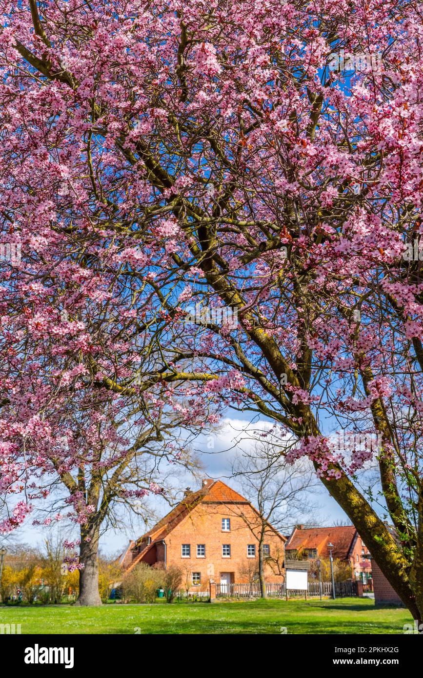 Historic brick house and flowering trees japanese cherry (Prunus ...