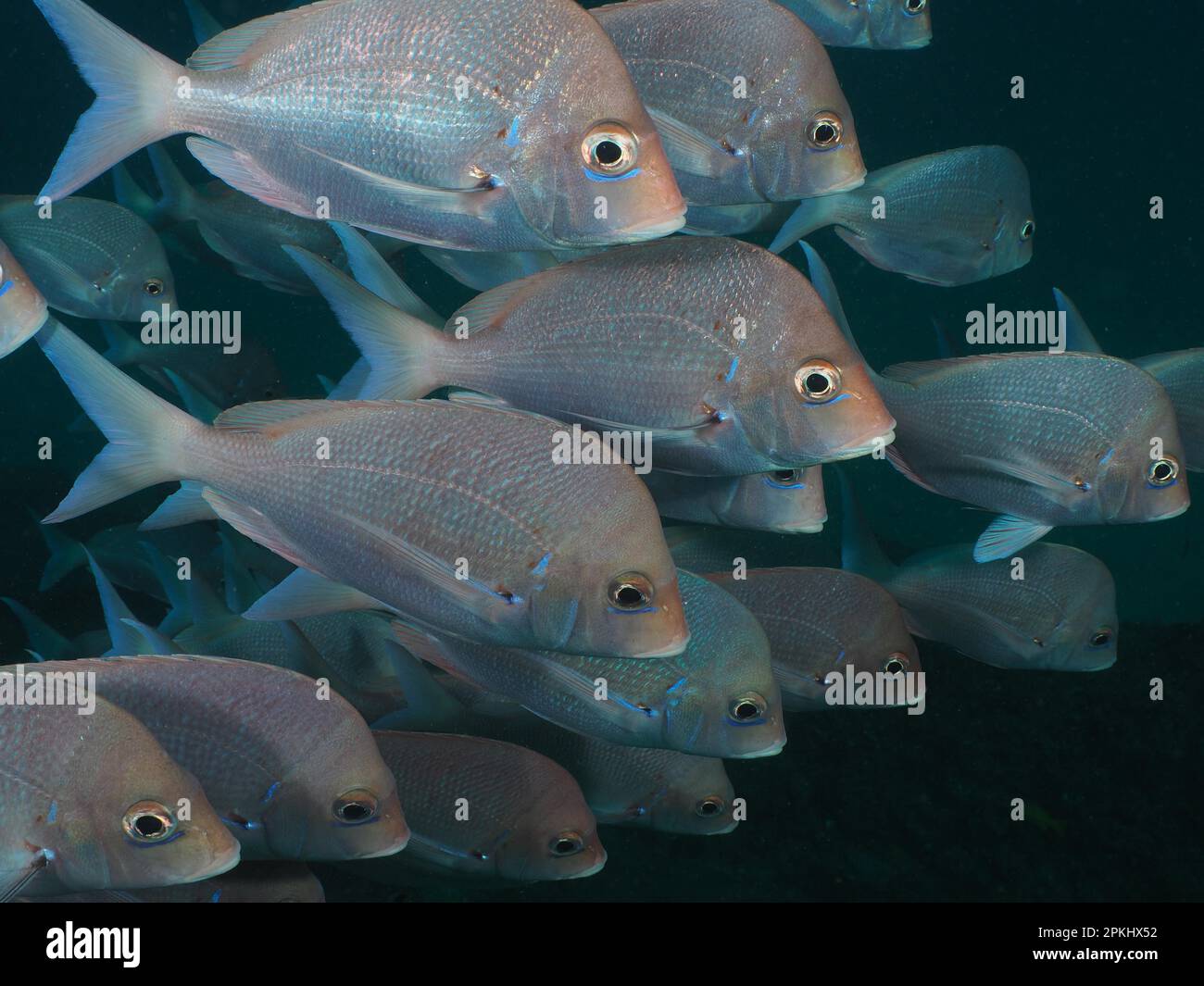 Shoal, group of Slinger sea bream (Chrysoblephus puniceus), Sodwana Bay ...