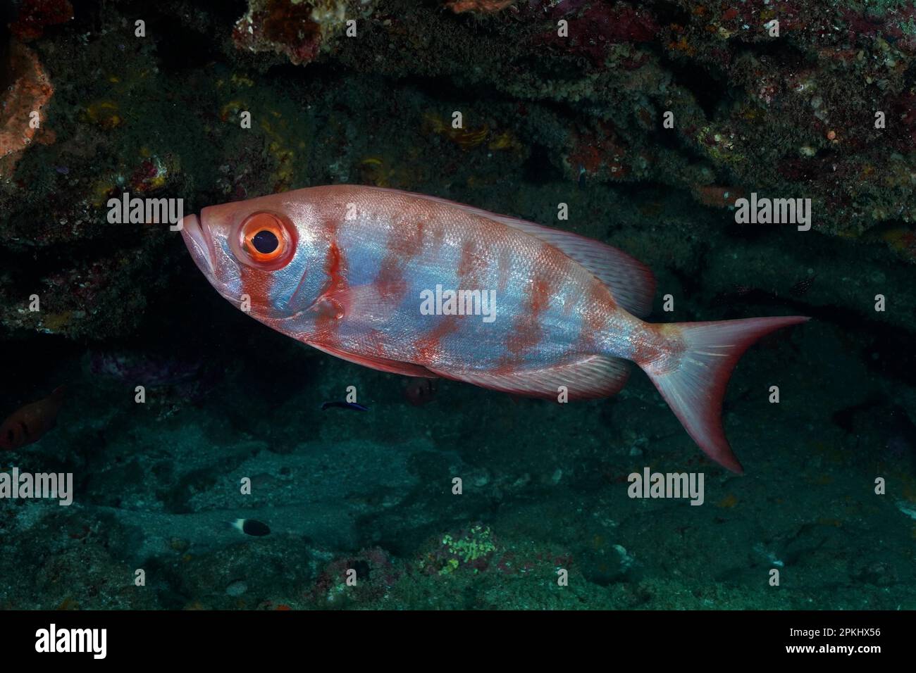 Common bigeye (Priacanthus hamrur), Sodwana Bay National Park dive site ...