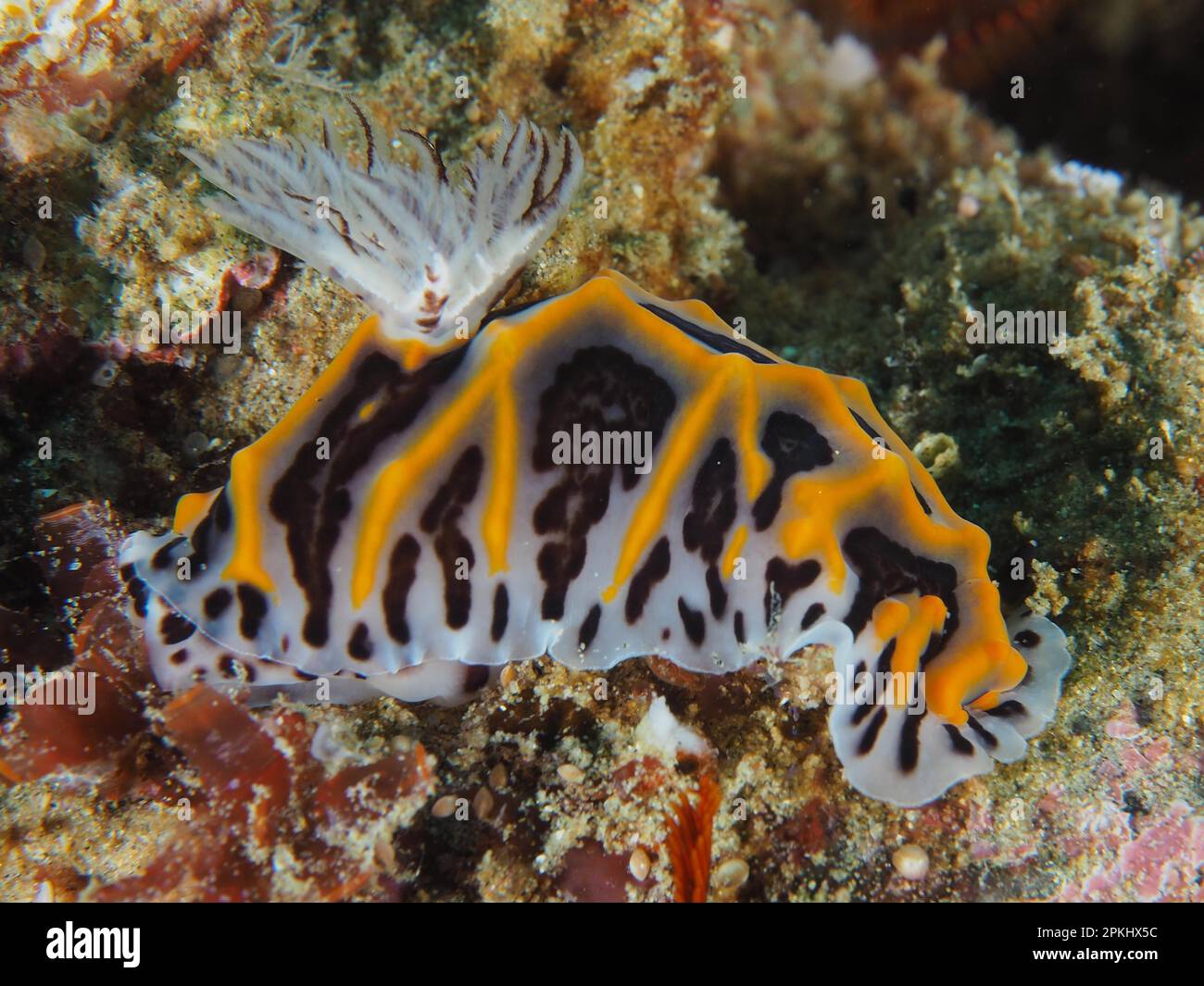 Star snail South African Halgerda (Halgerda wasinensis), Sodwana Bay ...