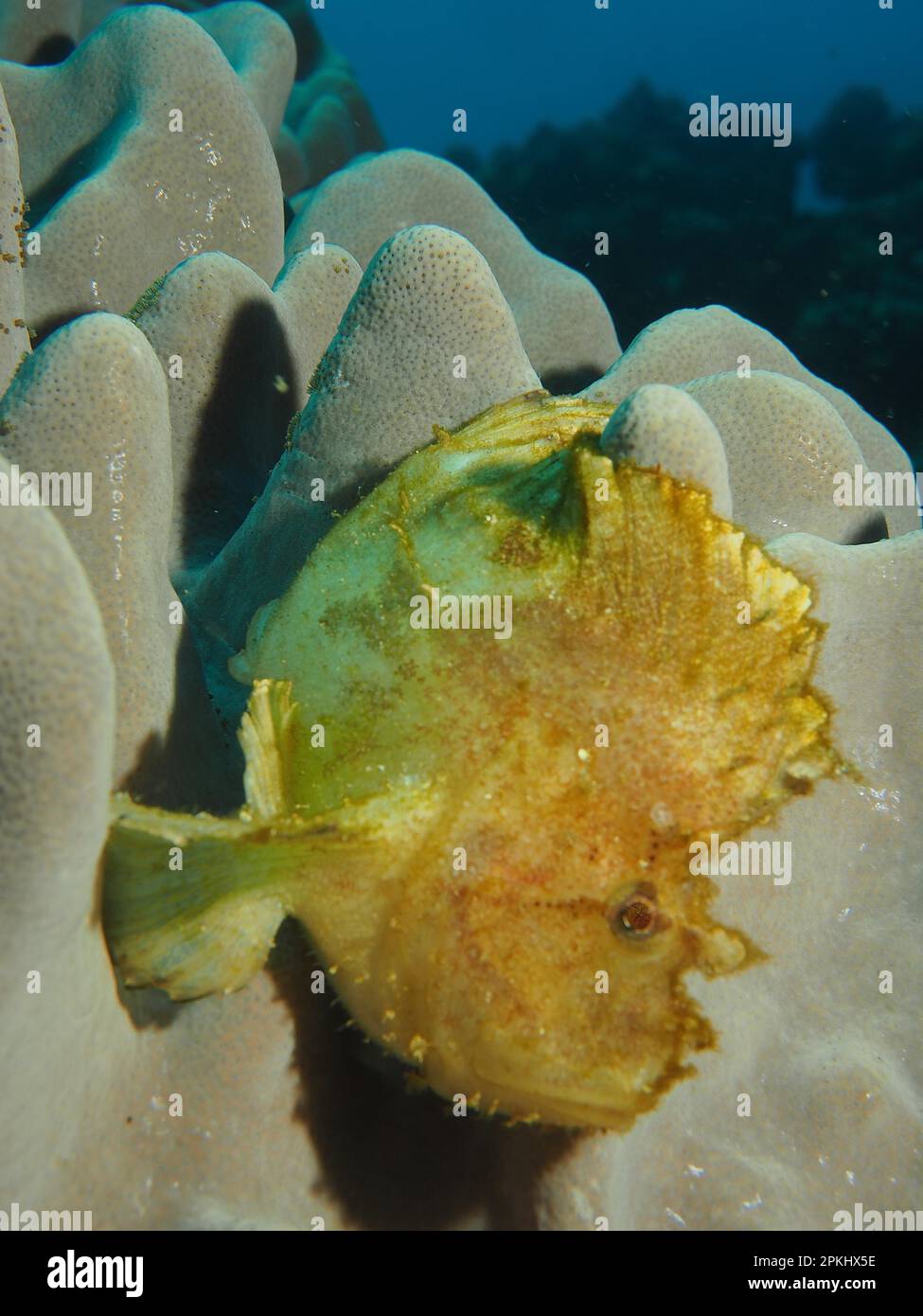 Yellow leaf scorpionfish (Taenianotus triacanthus) on soft coral ...