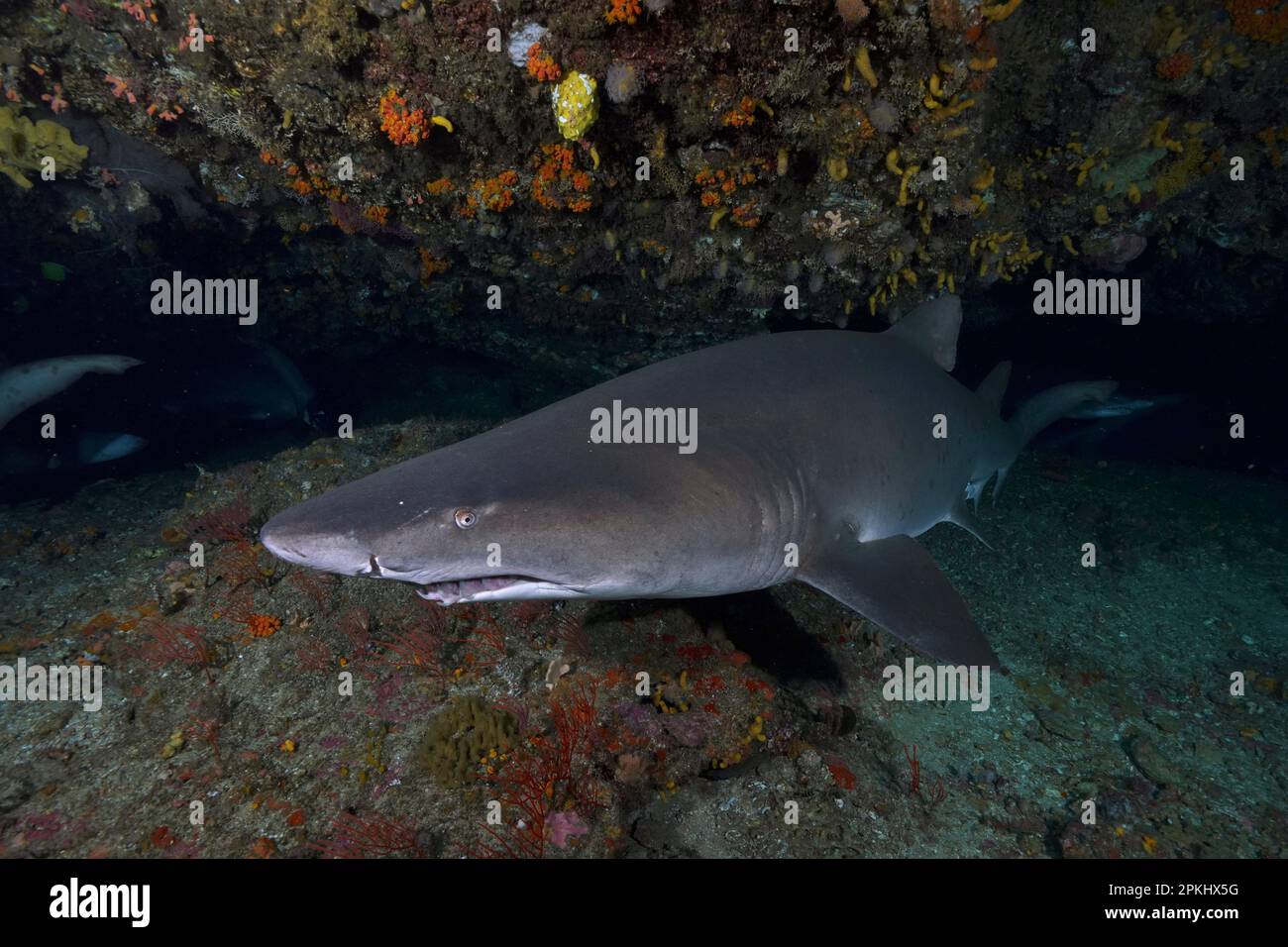 Sand tiger shark (Carcharias taurus) in its den. Dive site Protea Banks ...