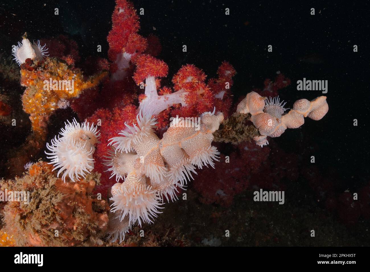 Tiger anemone hi-res stock photography and images - Alamy