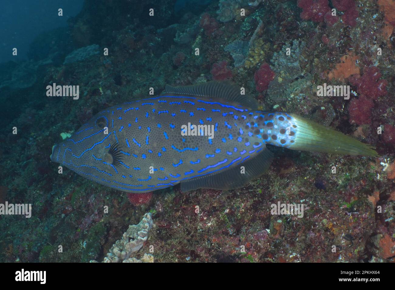 Scrawled filefish (Aluterus scriptus), Sodwana Bay National Park Dive ...