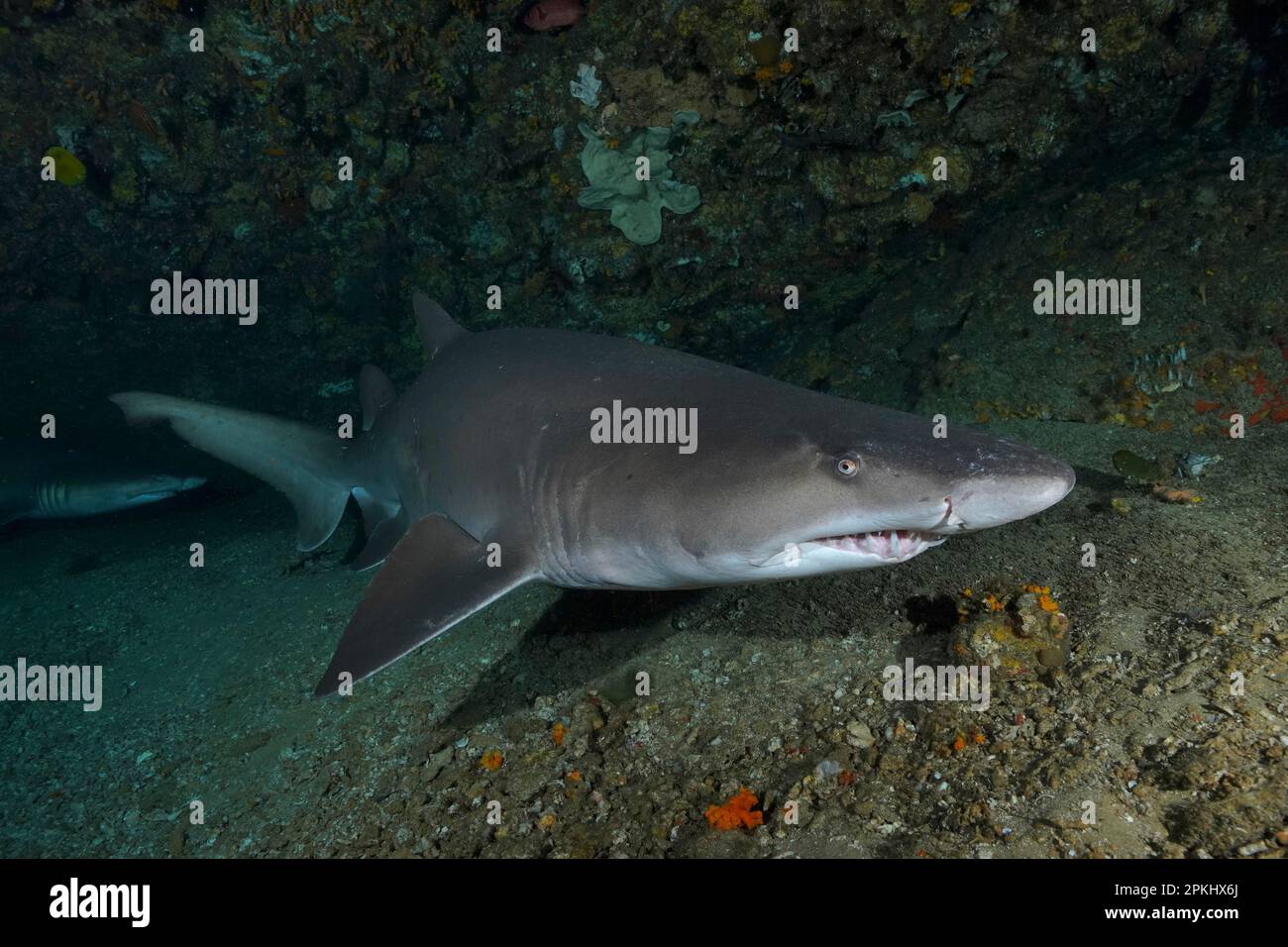 Sand tiger shark (Carcharias taurus) in its den. Dive site Protea Banks ...