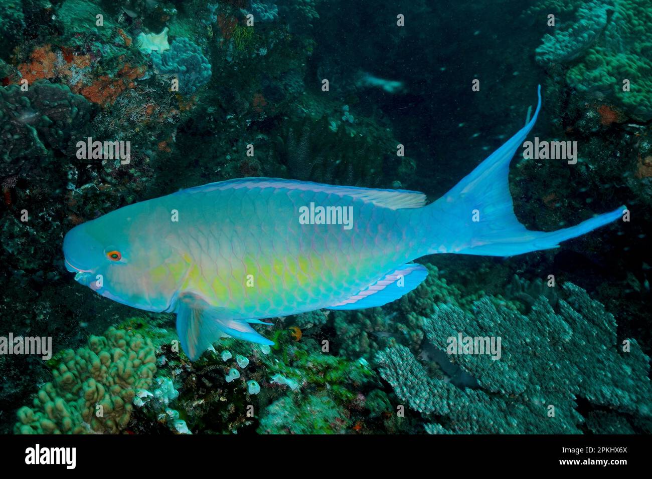 Nose hump parrotfish (Scarus rubroviolaceus), parrotfish, Sodwana Bay ...